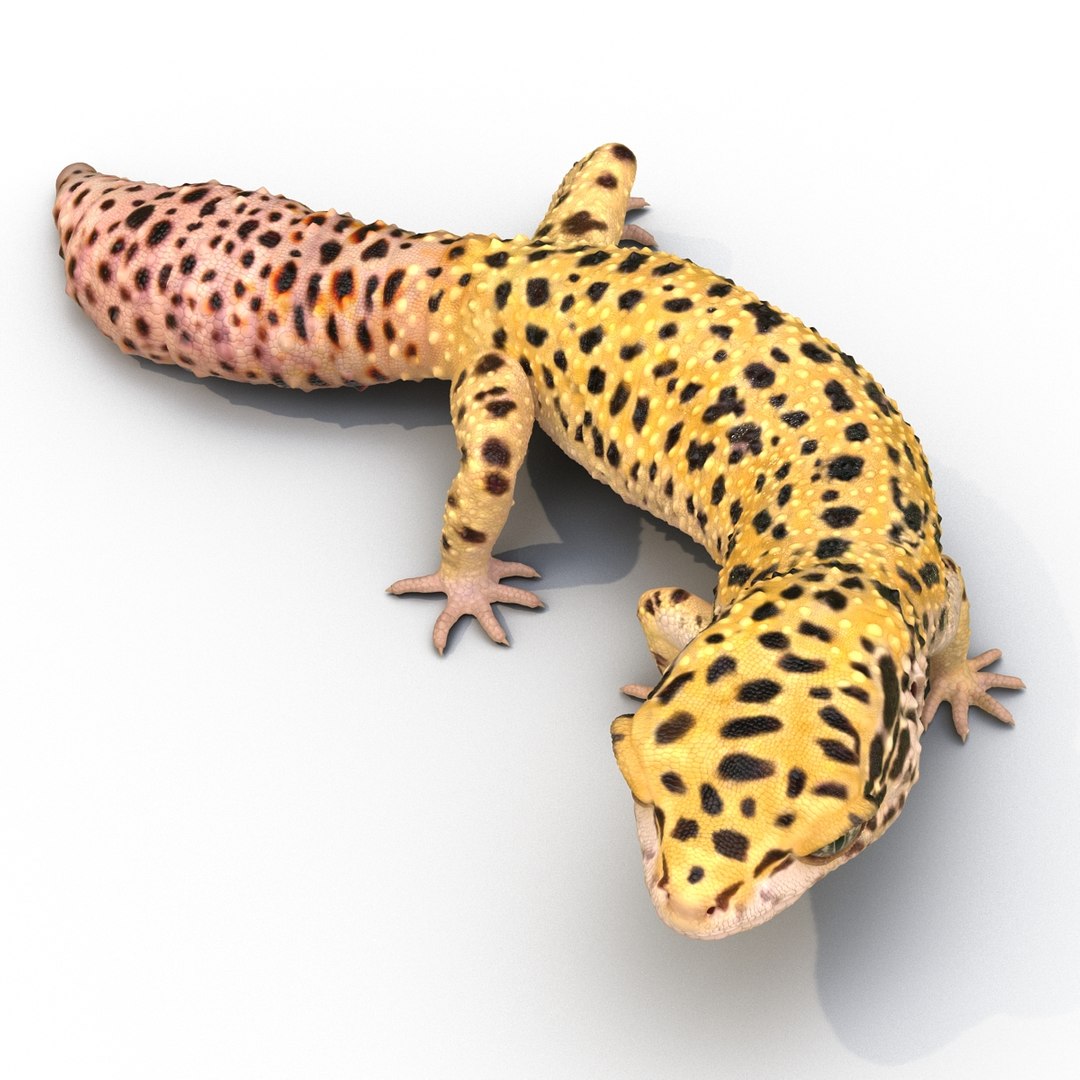 3d leopard gecko pose 4 model