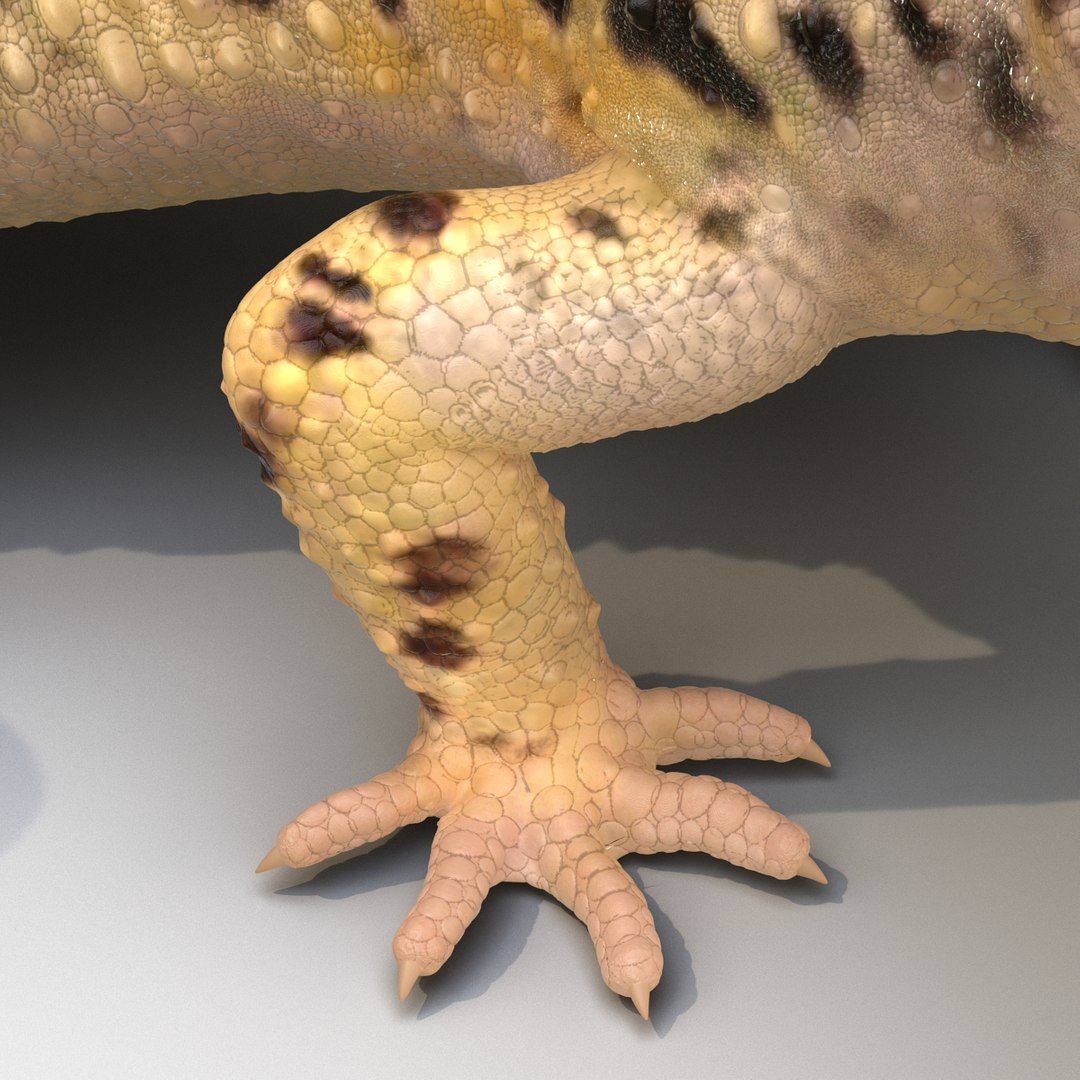3d leopard gecko pose 4 model