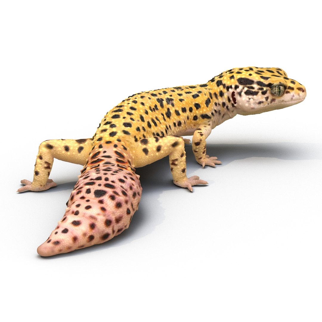 3d leopard gecko pose 4 model