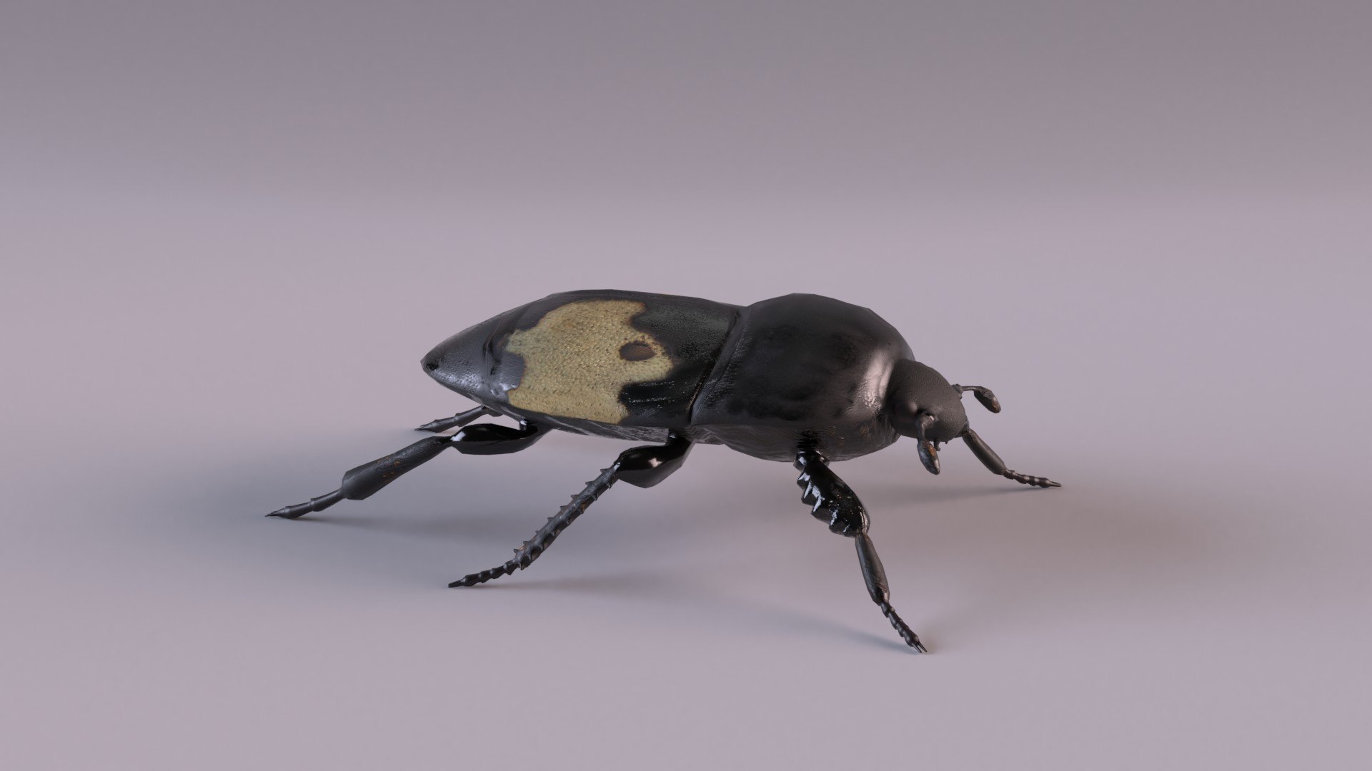 3D Model Saprinus Interruptus Beetle - TurboSquid 1701166