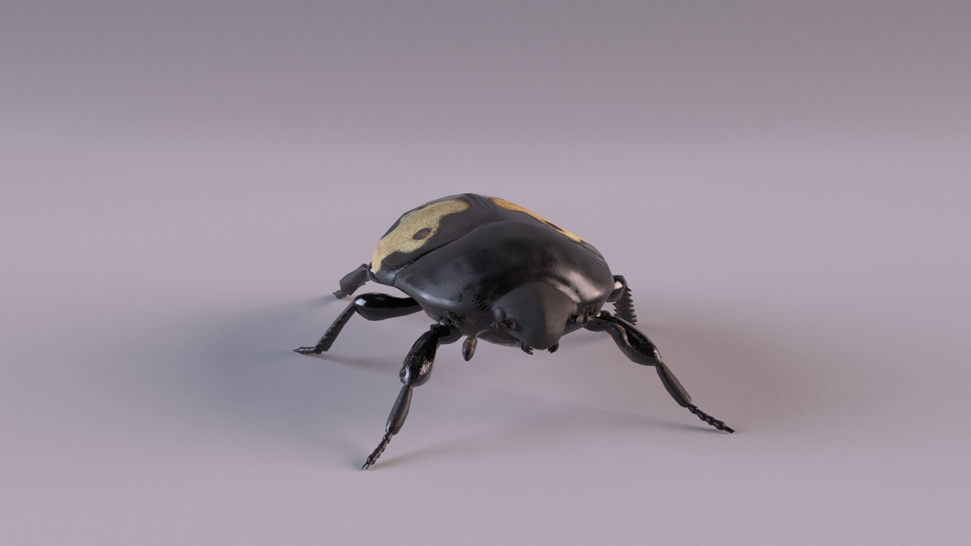 3D Model Saprinus Interruptus Beetle - TurboSquid 1701166