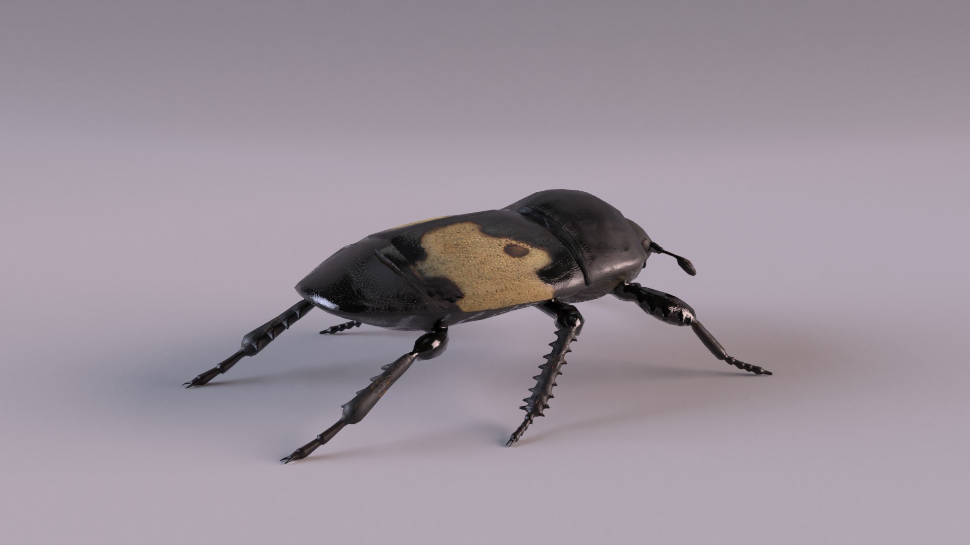 3D Model Saprinus Interruptus Beetle - TurboSquid 1701166