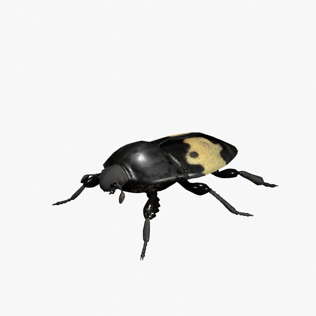 3D model saprinus interruptus beetle - TurboSquid 1701166