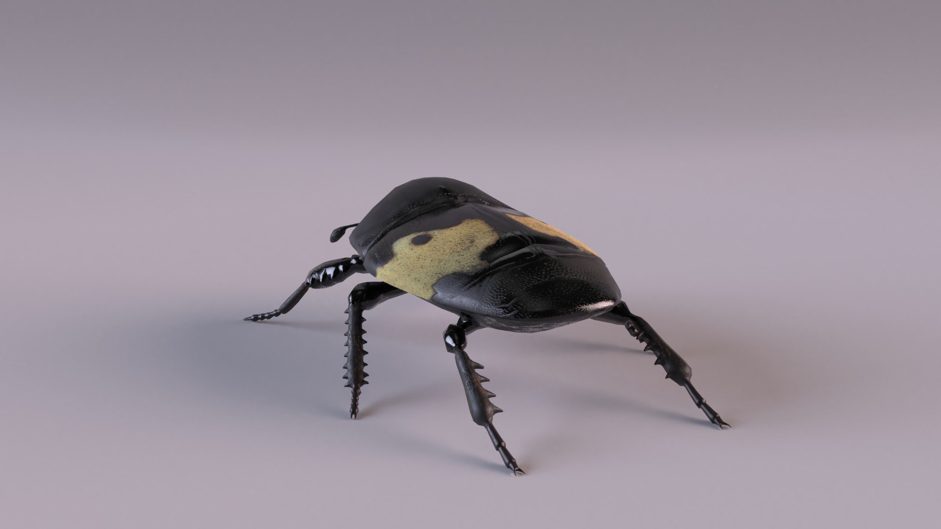 3D Model Saprinus Interruptus Beetle - TurboSquid 1701166