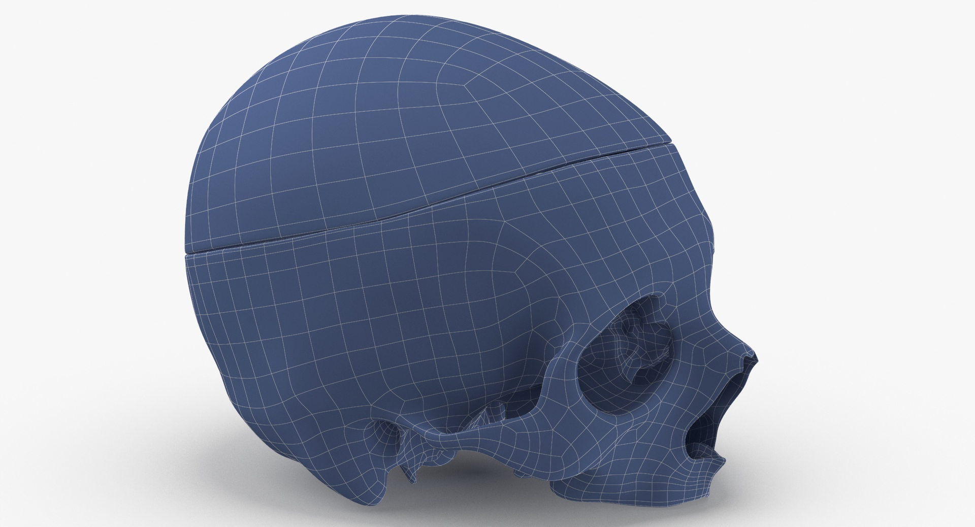 modelo 3d Cráneo humano real Cranial 02 cortado con pieza - TurboSquid ...