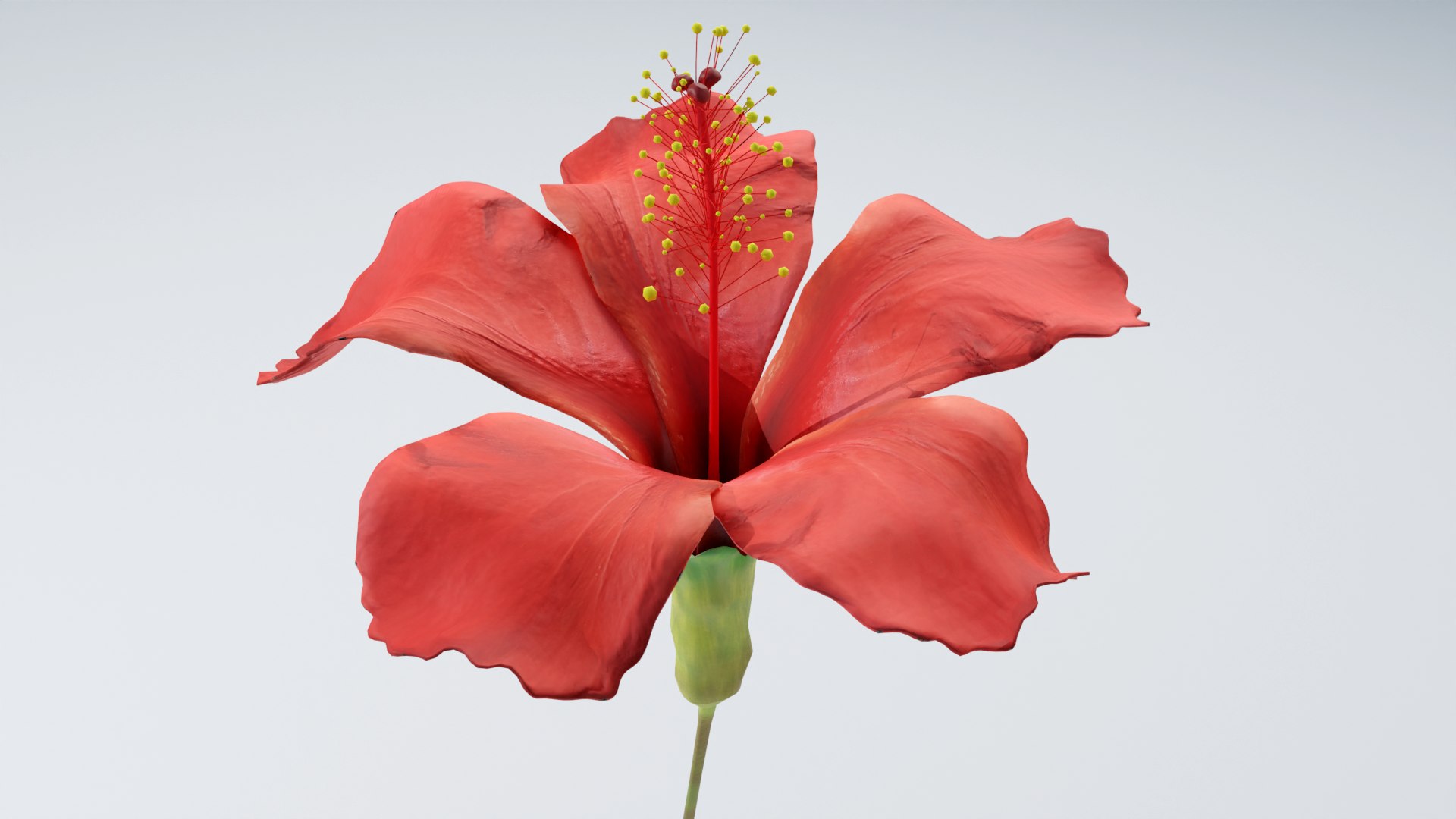 Red Hibiscus Flower 3D Model - TurboSquid 2153941