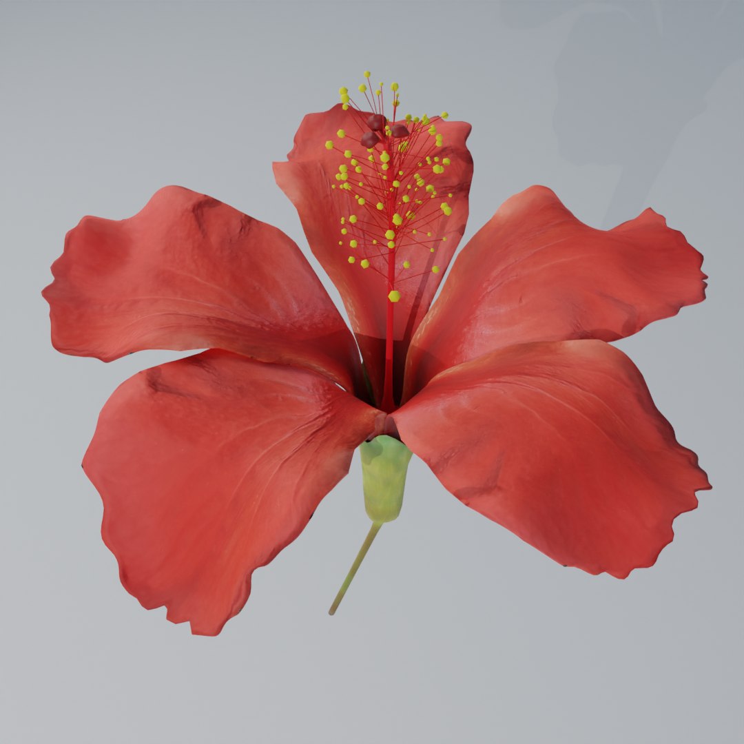 Red Hibiscus Flower 3D Model - TurboSquid 2153941