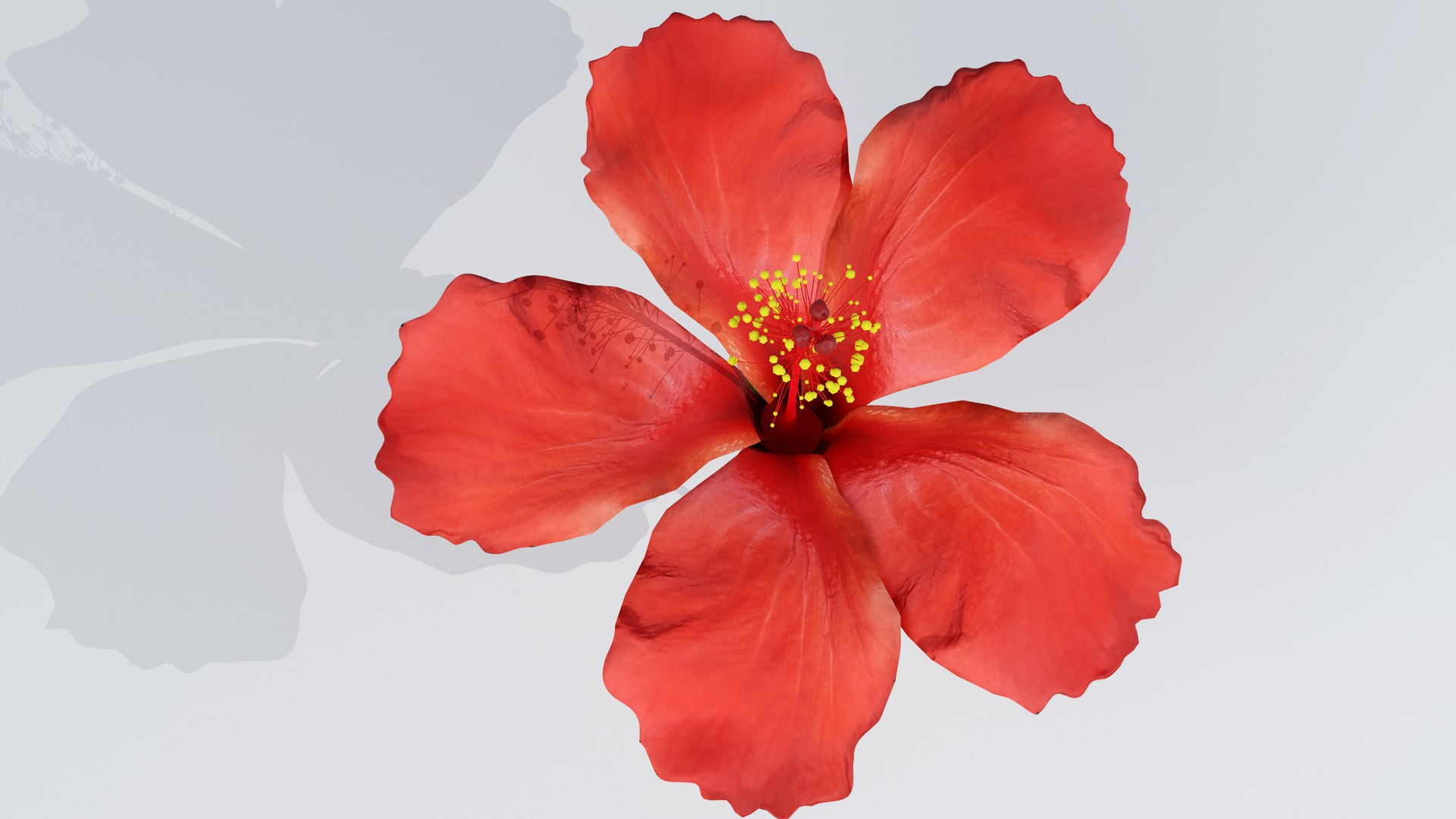 Red Hibiscus Flower 3D Model - TurboSquid 2153941
