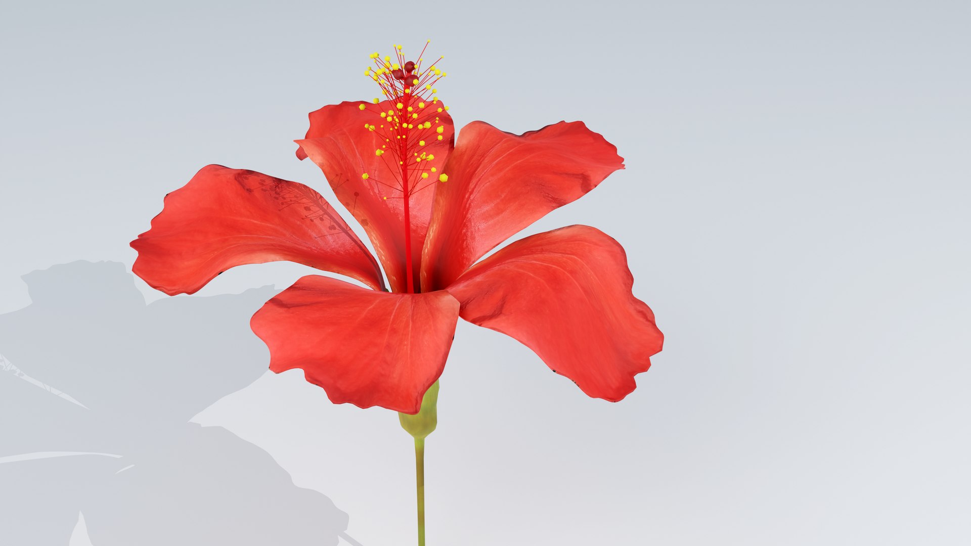 Red Hibiscus Flower 3D Model - TurboSquid 2153941