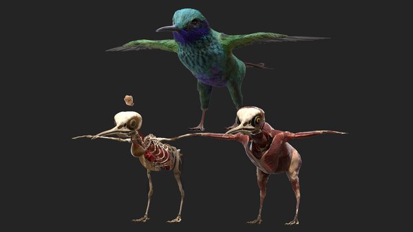 modelo 3d Colibrí - TurboSquid 1522990