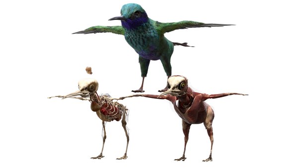 modelo 3d Colibrí - TurboSquid 1522990