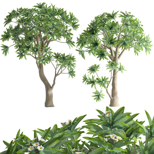 3D Frangipani Models | TurboSquid