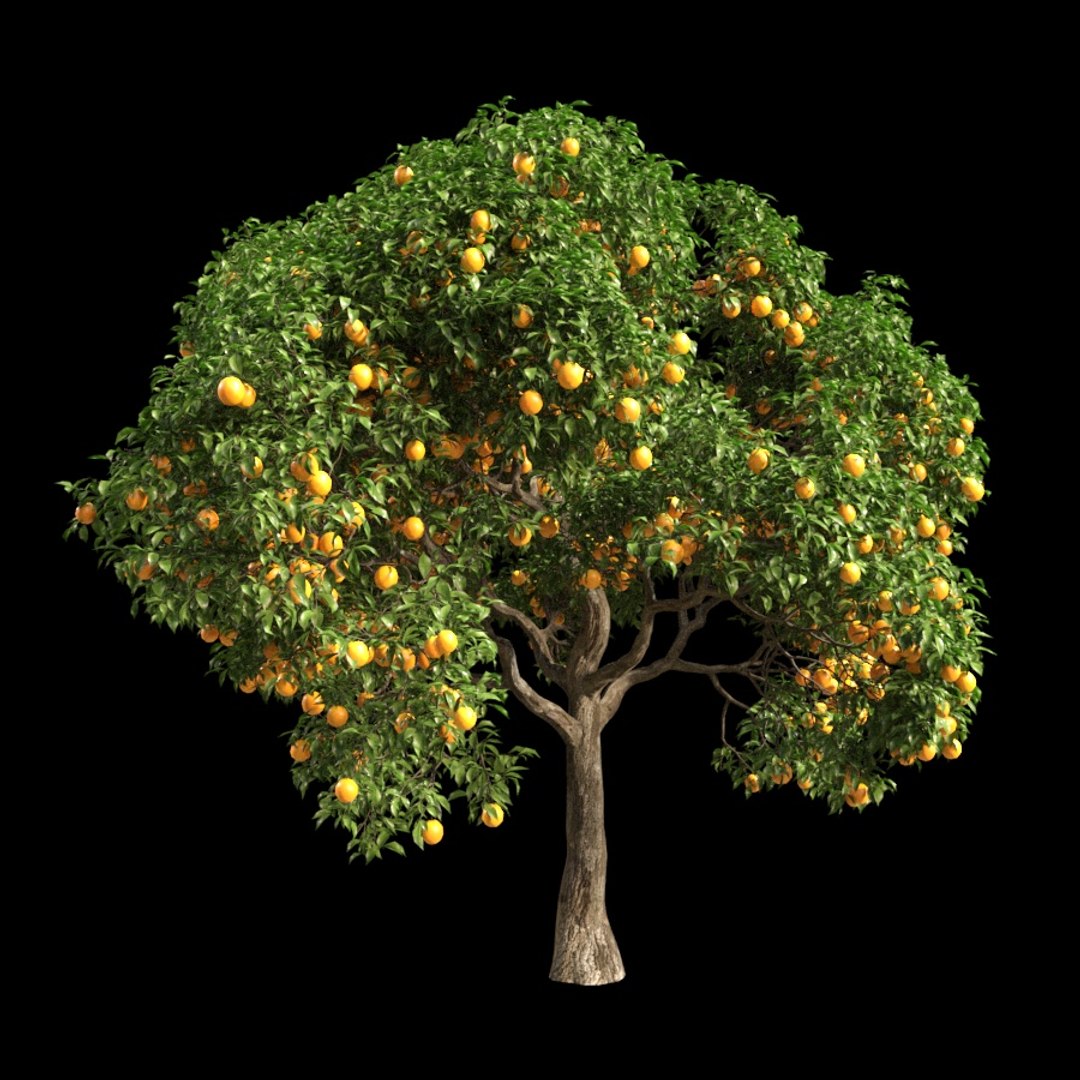 Free 3D Fruit Tree Orange Model - TurboSquid 1336948