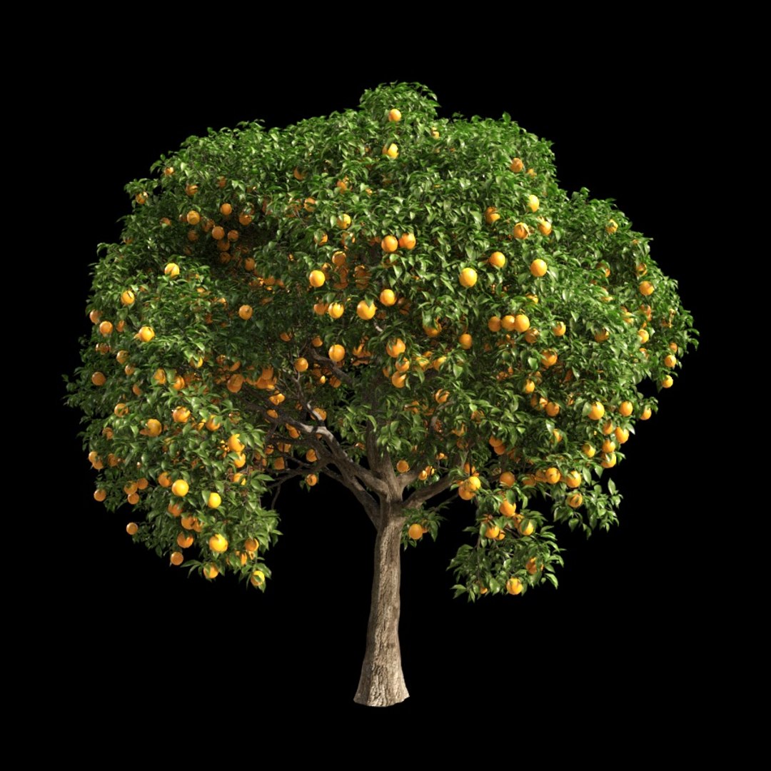 Free 3D Fruit Tree Orange Model - TurboSquid 1336948