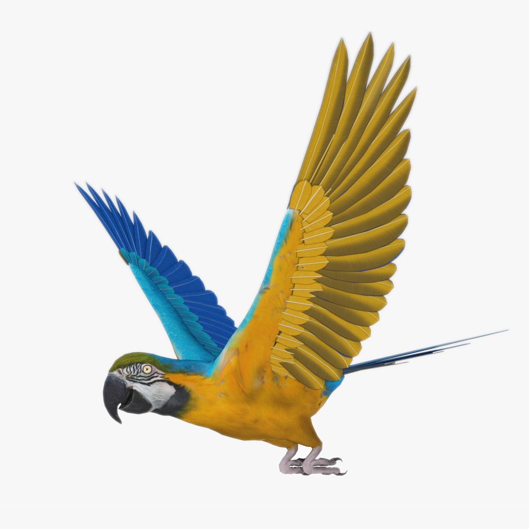 3D Macaw Model - TurboSquid 2194138