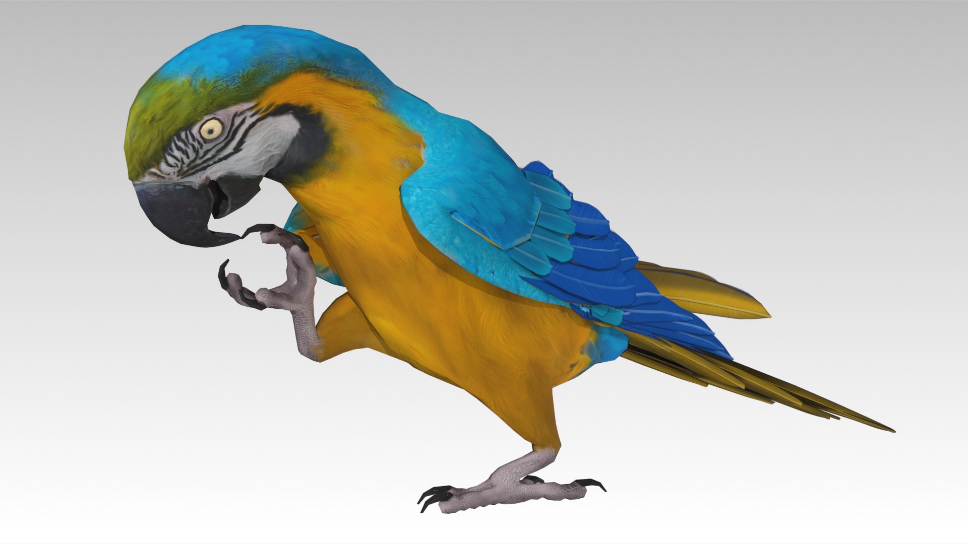 3D Macaw Model - TurboSquid 2194138