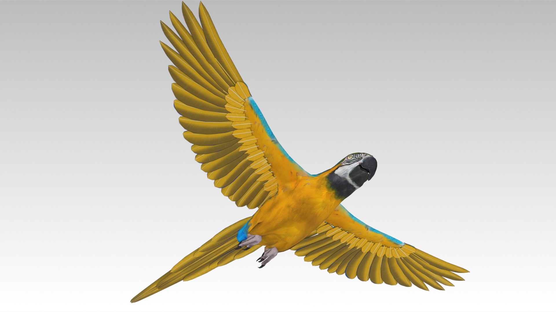 3D Macaw Model - TurboSquid 2194138