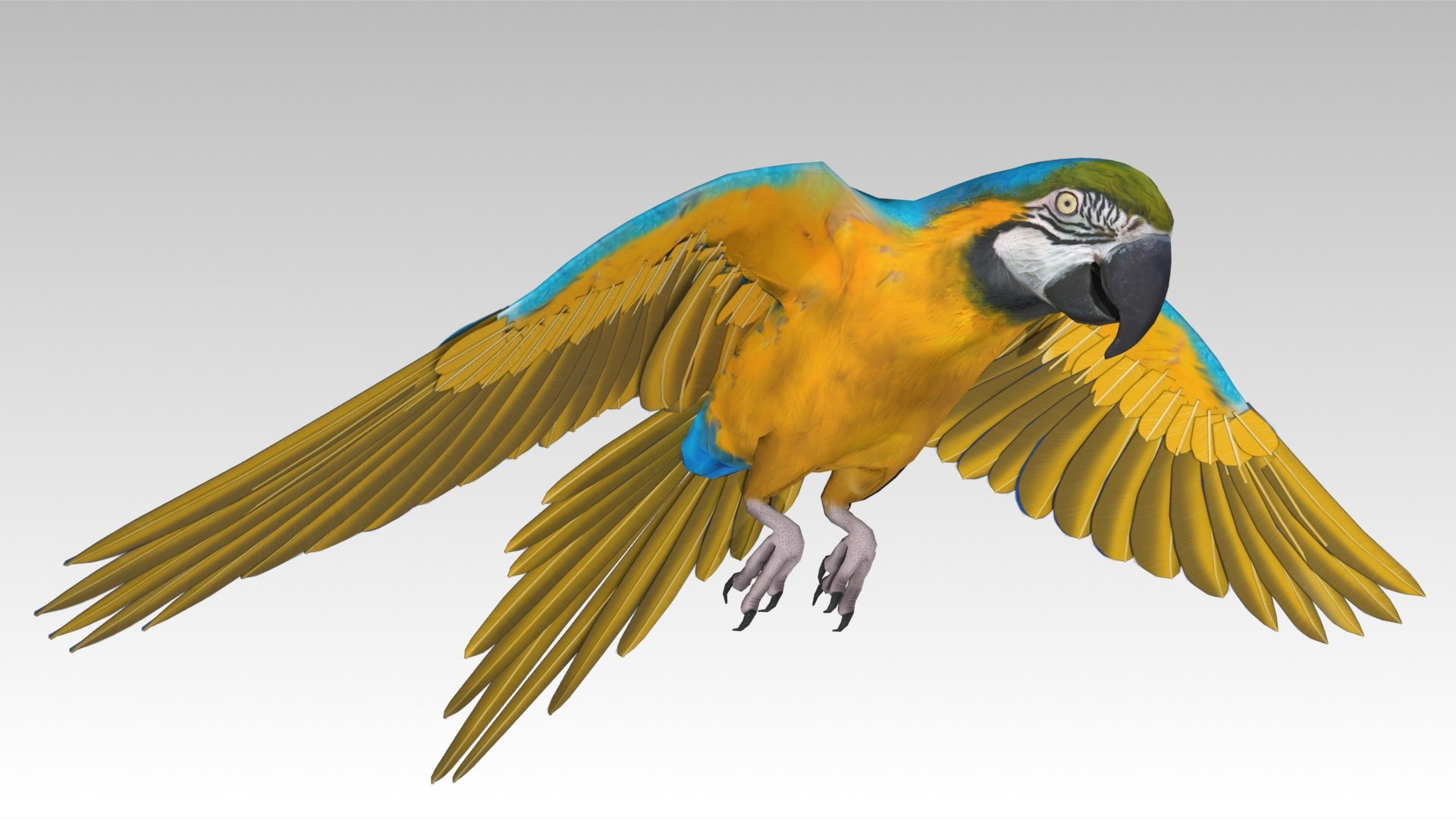 3D Macaw Model - TurboSquid 2194138