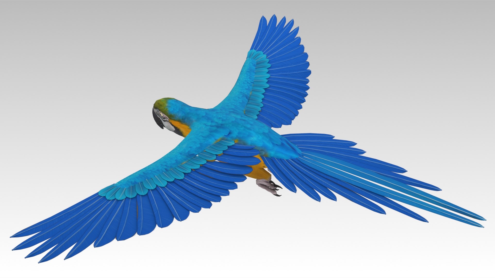 3D Macaw Model - TurboSquid 2194138