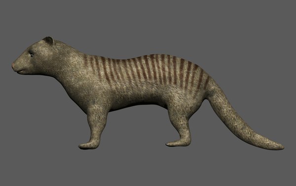 Mongoose 3D Models for Download | TurboSquid