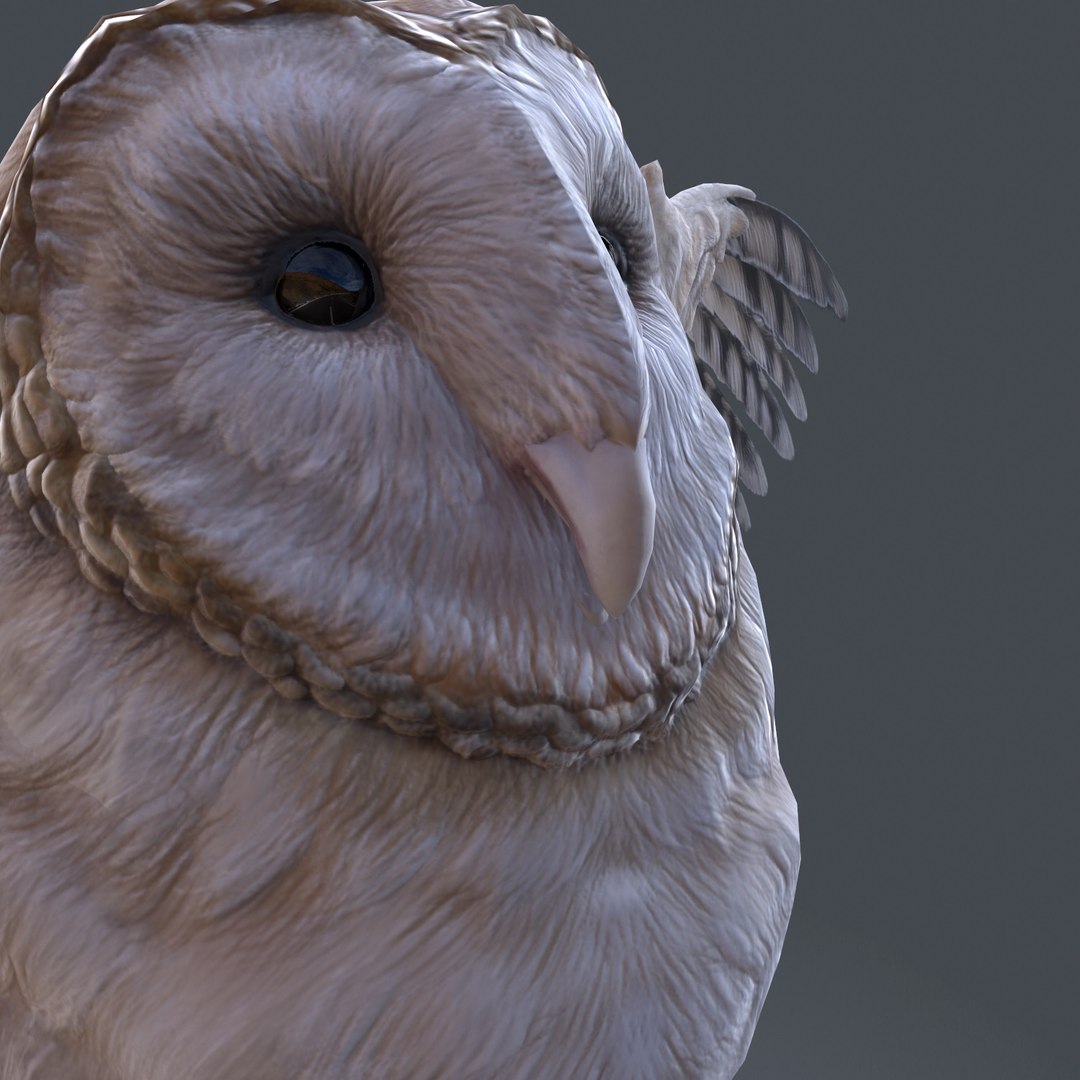 Barn Owl 3D - TurboSquid 1301748