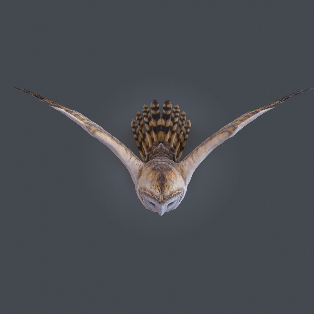 Barn Owl 3D - TurboSquid 1301748