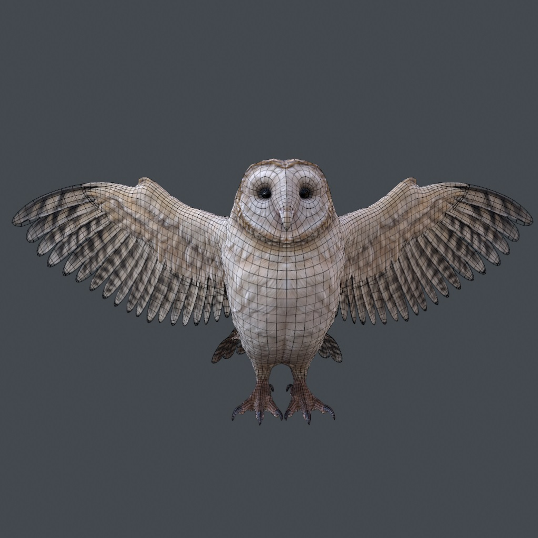 Barn Owl 3D - TurboSquid 1301748