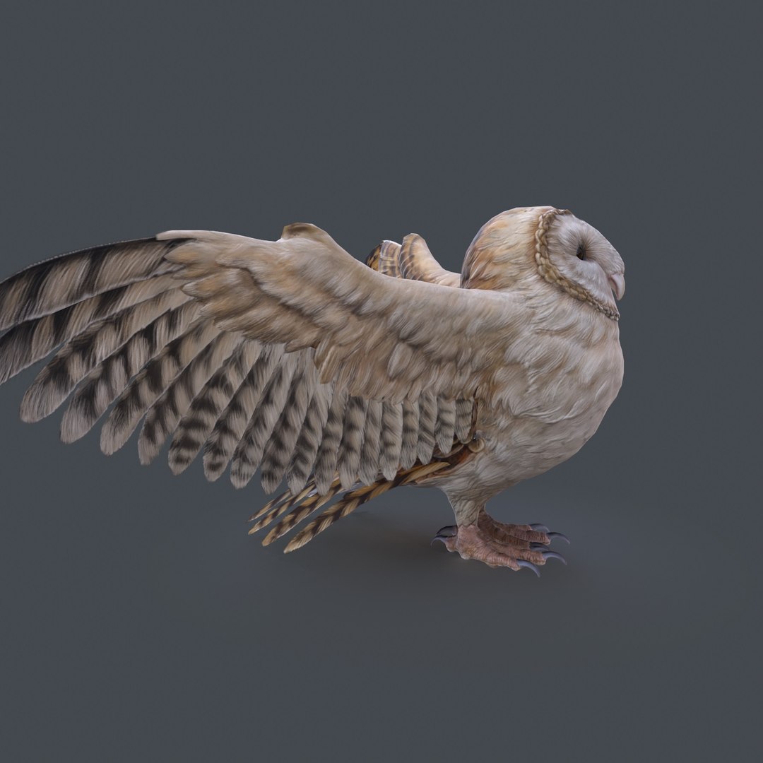 Barn Owl 3D - TurboSquid 1301748
