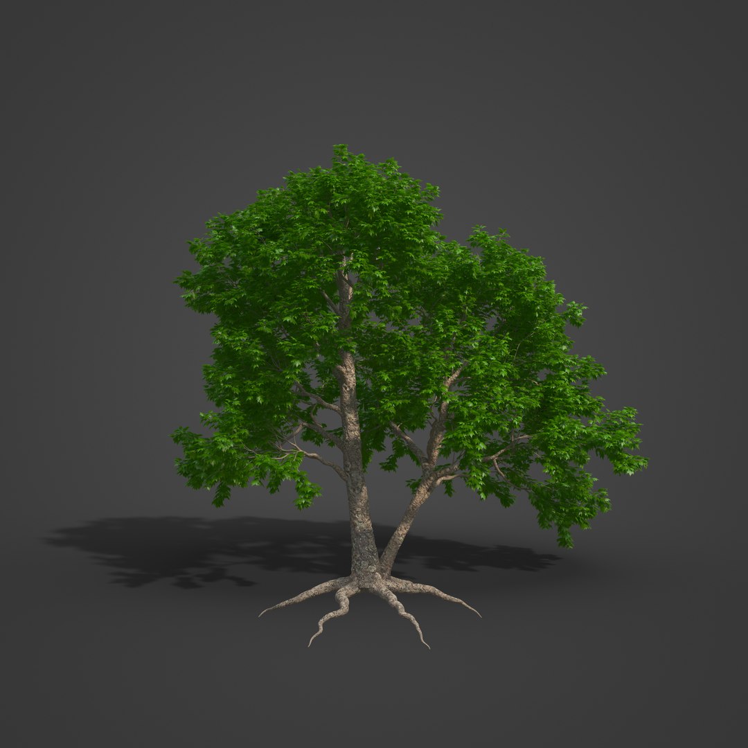 2021 PBR Oriental Planetree Collection - Platanus Orientalis 3D Model ...
