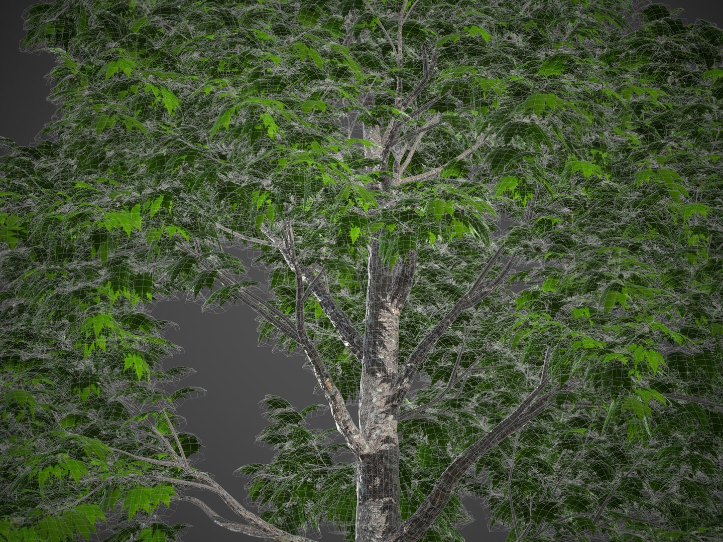 2021 PBR Oriental Planetree Collection - Platanus Orientalis 3D Model ...