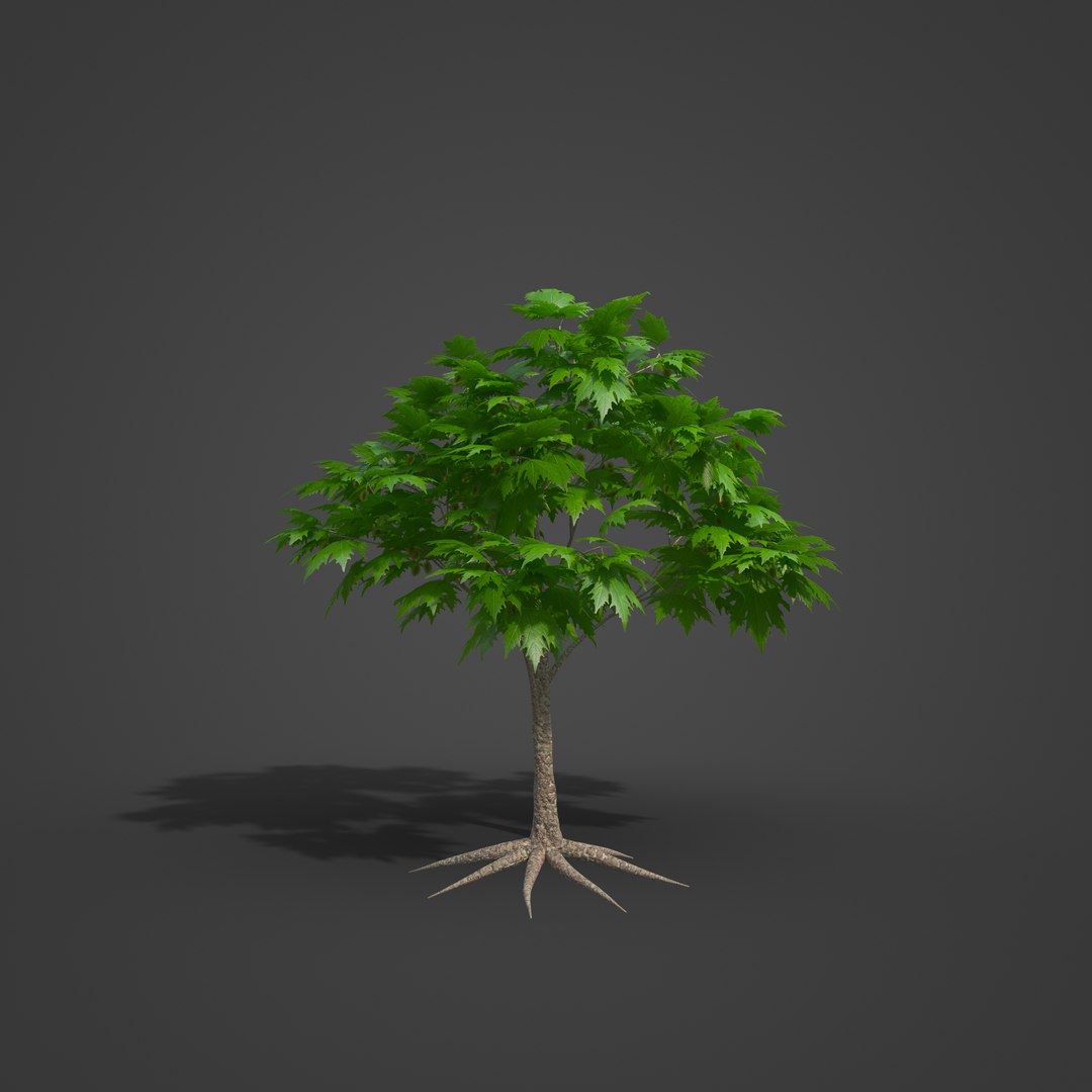 2021 PBR Oriental Planetree Collection - Platanus Orientalis 3D Model ...