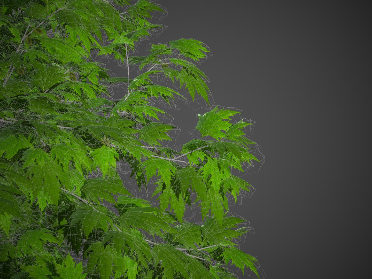 2021 PBR Oriental Planetree Collection - Platanus Orientalis 3D Model ...