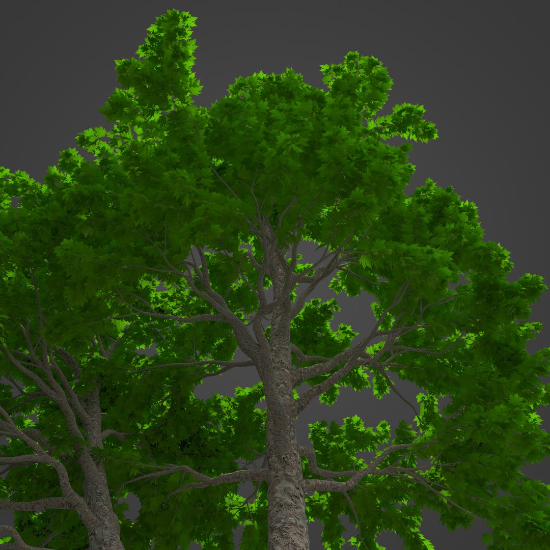 2021 PBR Oriental Planetree Collection - Platanus Orientalis 3D Model ...