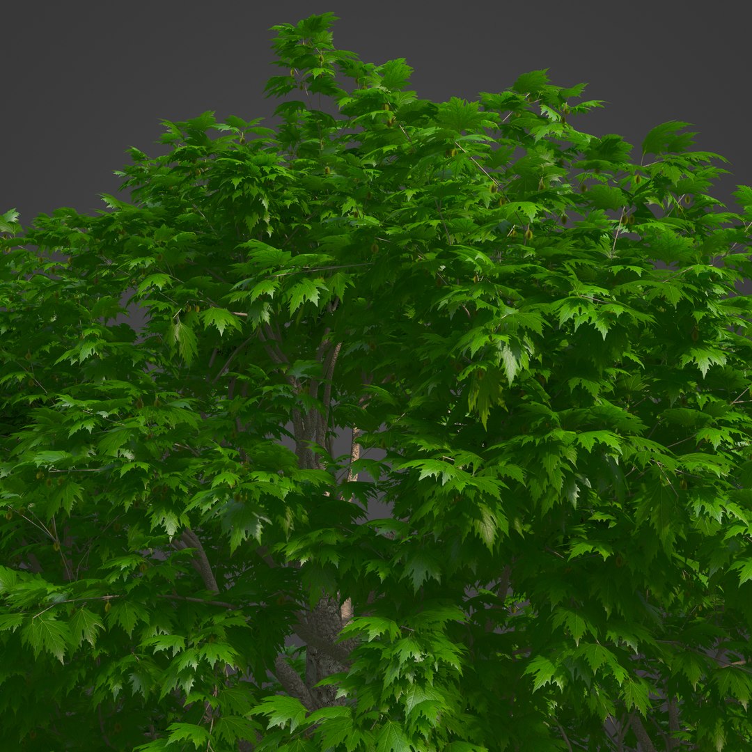 2021 PBR Oriental Planetree Collection - Platanus Orientalis 3D Model ...