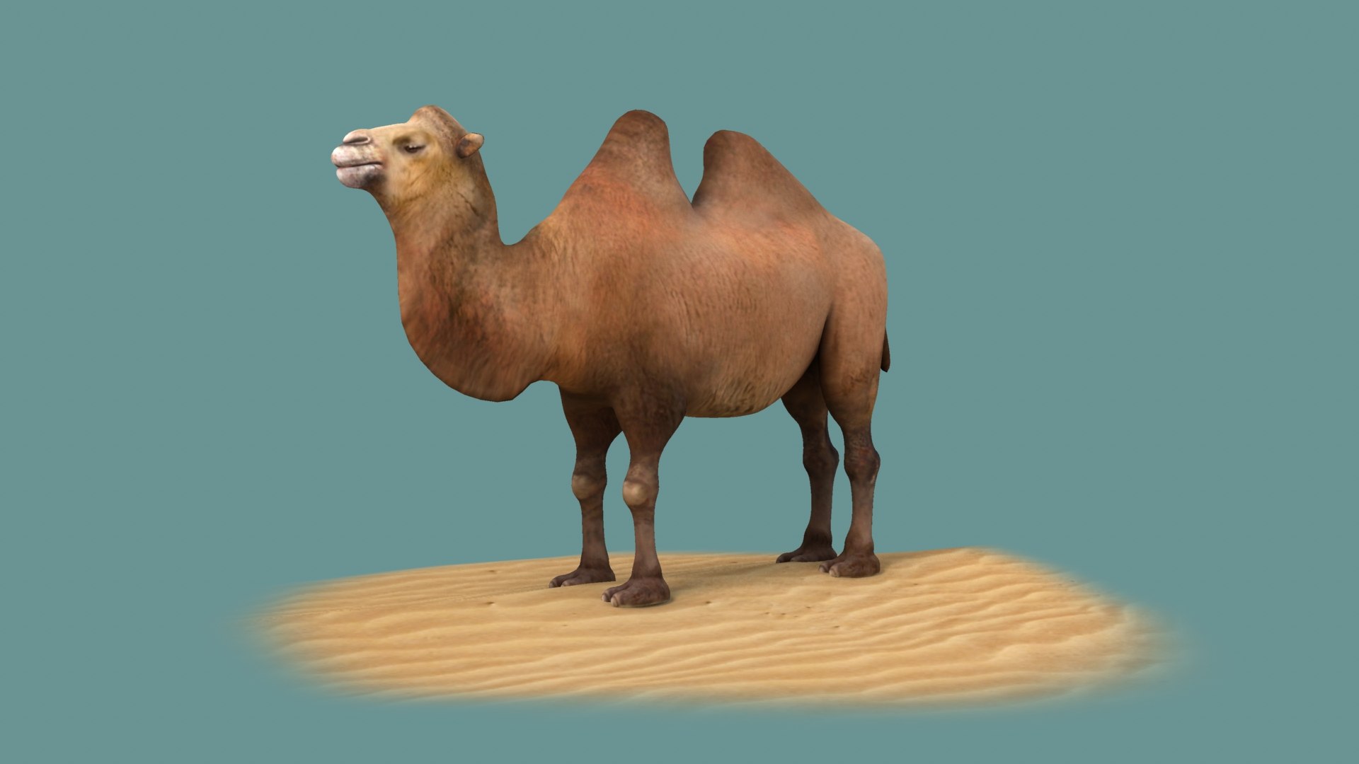 Arabian Desert Animals