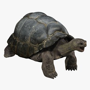 3D Turtle-Shell Models | TurboSquid