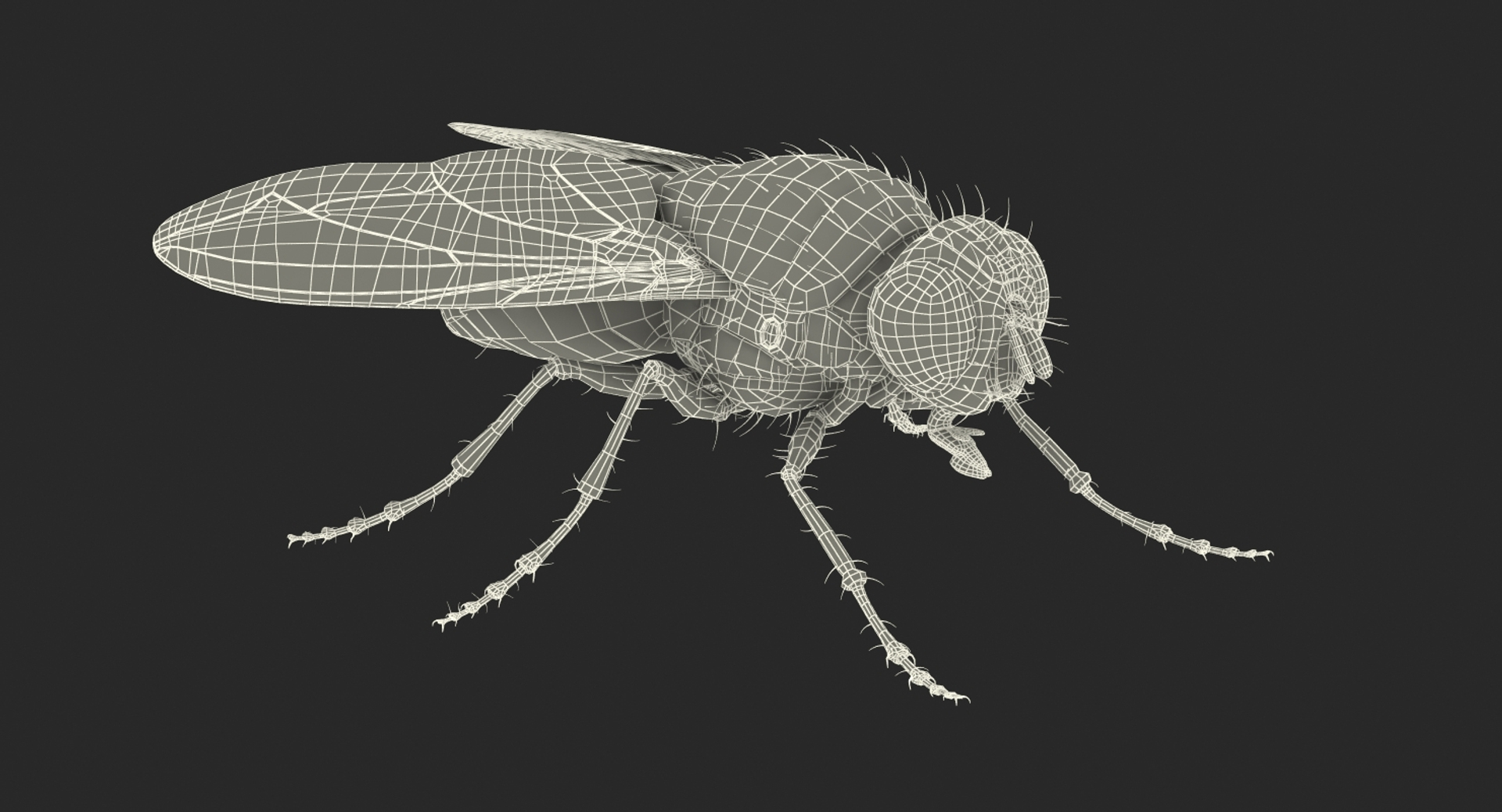 3D Model Flies Set Green - TurboSquid 1196825