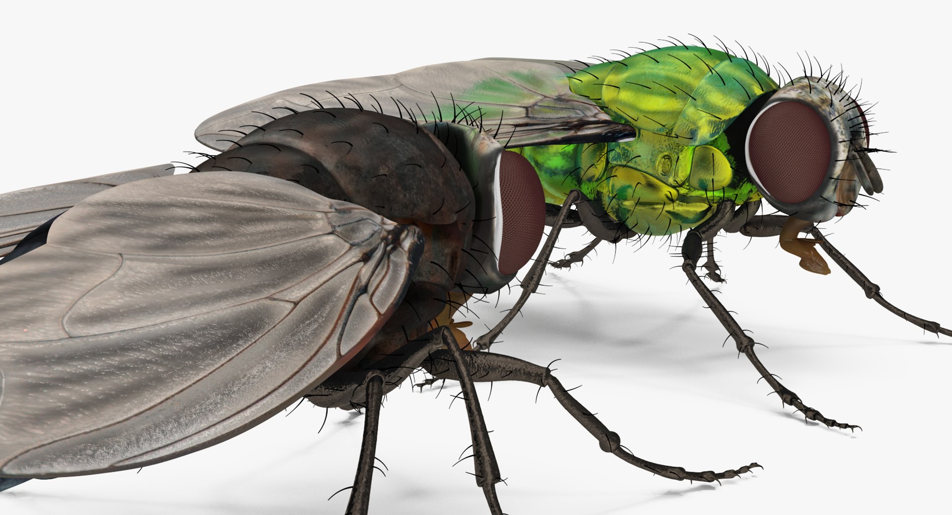 3D Model Flies Set Green - TurboSquid 1196825