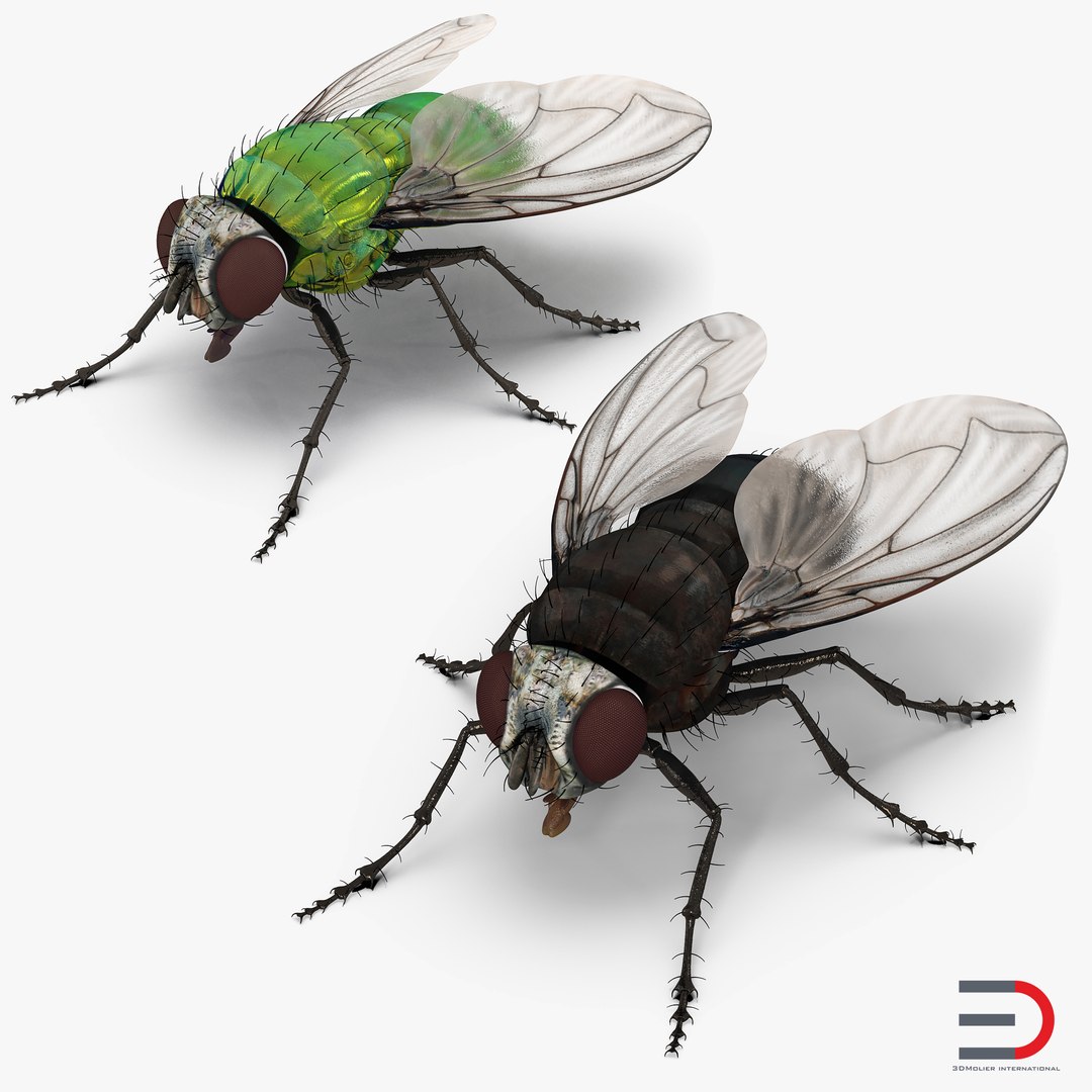 3D model flies set green - TurboSquid 1196825