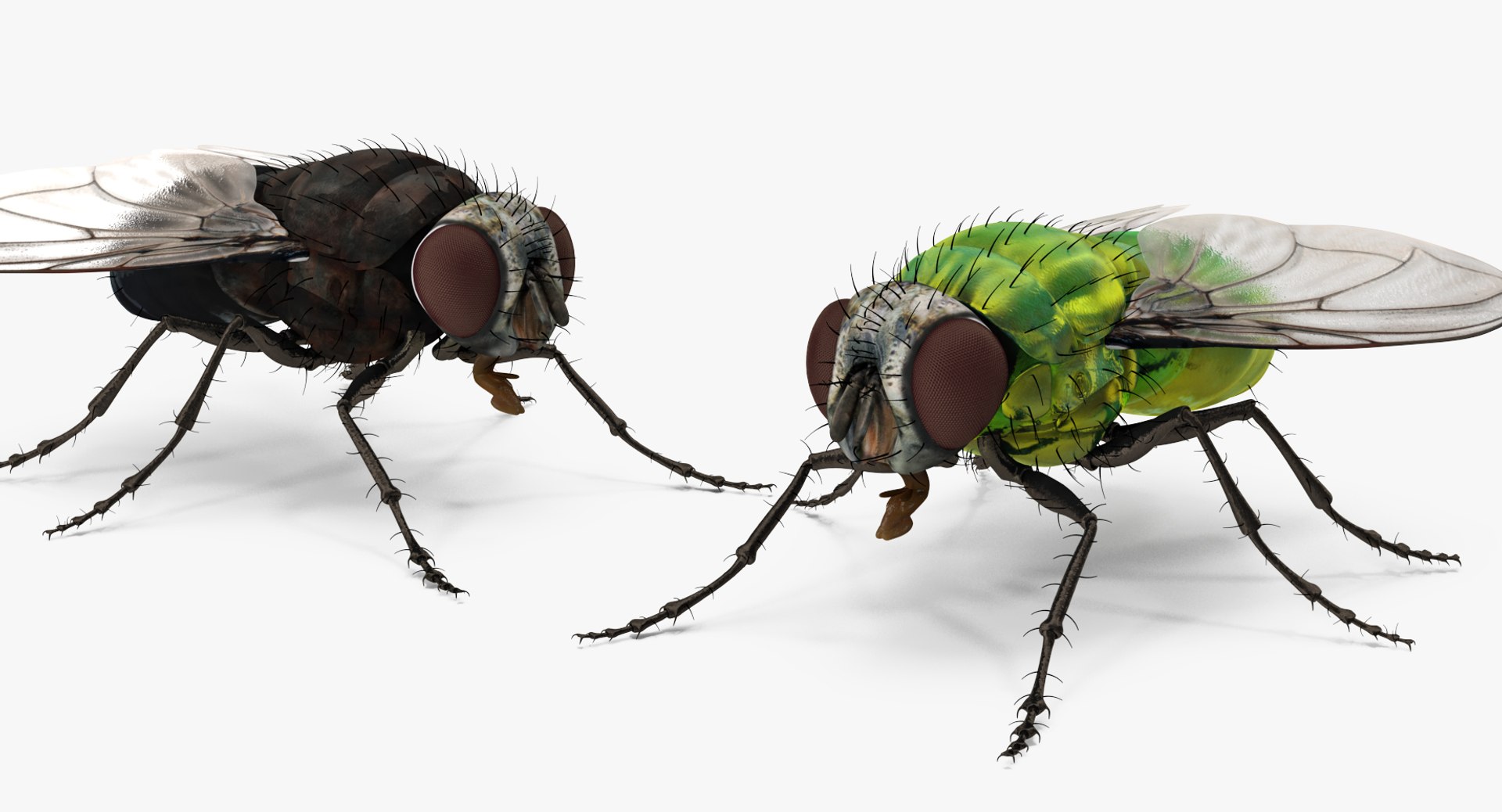 3D Model Flies Set Green - TurboSquid 1196825