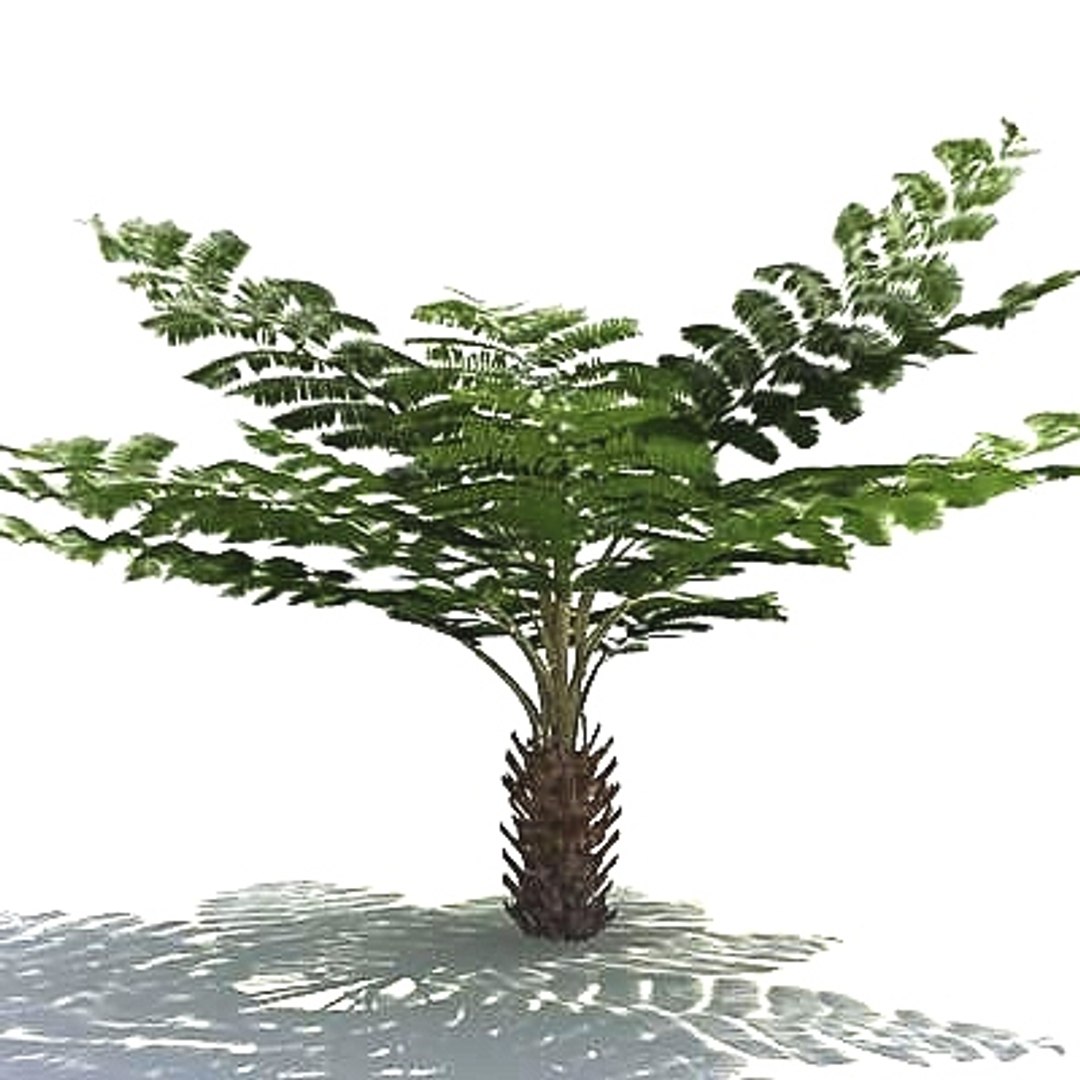 3d Model Tree Fern