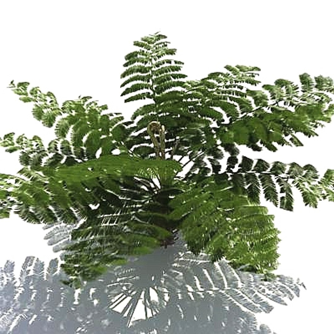 3d Model Tree Fern