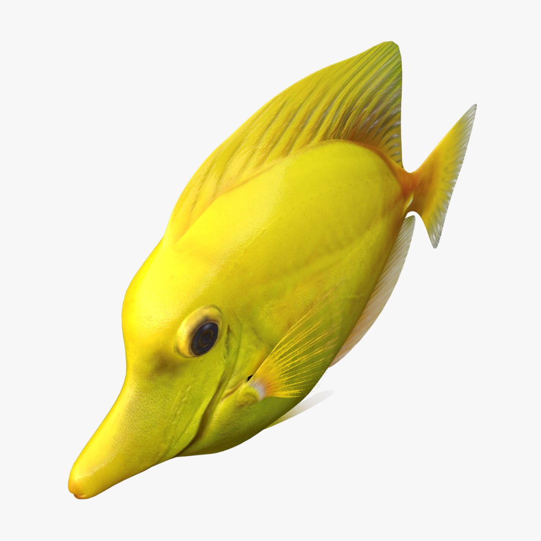 3D Yellow Tang - TurboSquid 1280908