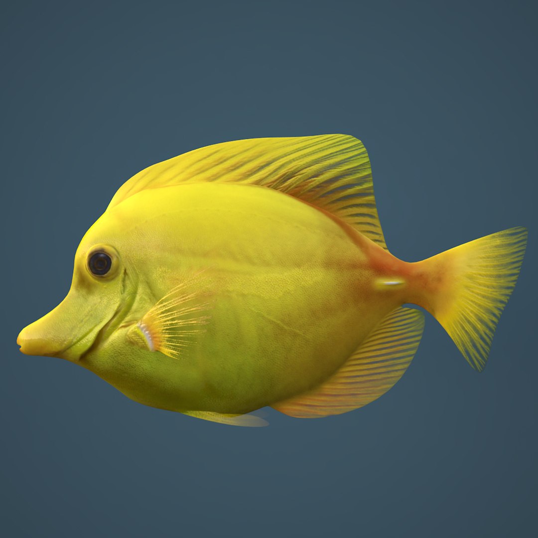 3D Yellow Tang - TurboSquid 1280908