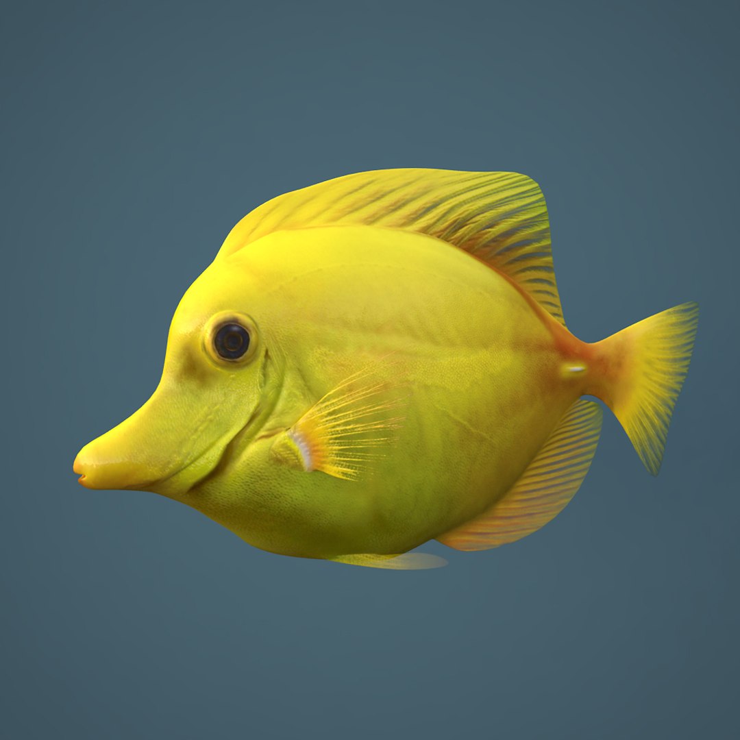 3D Yellow Tang - TurboSquid 1280908