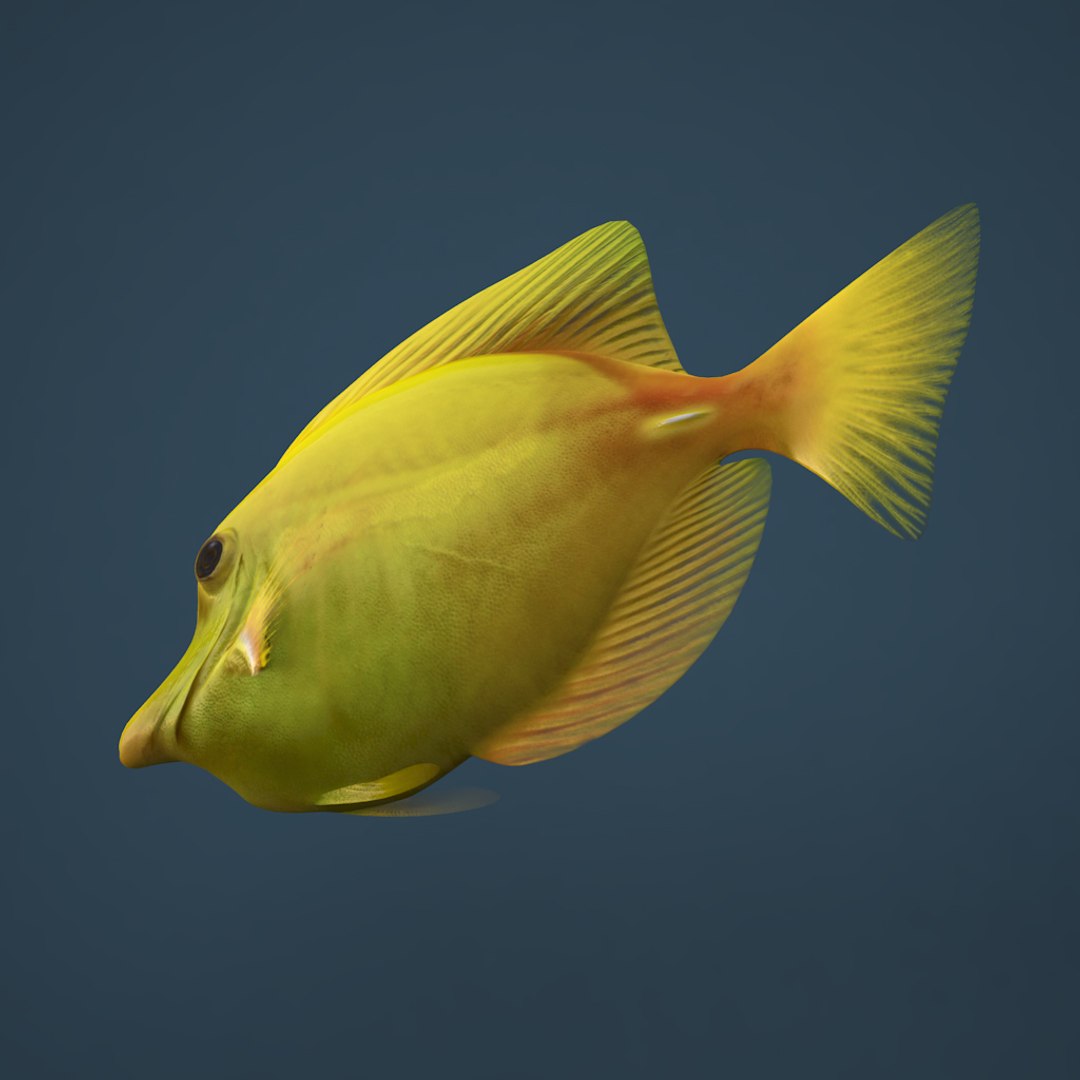 3D Yellow Tang - TurboSquid 1280908
