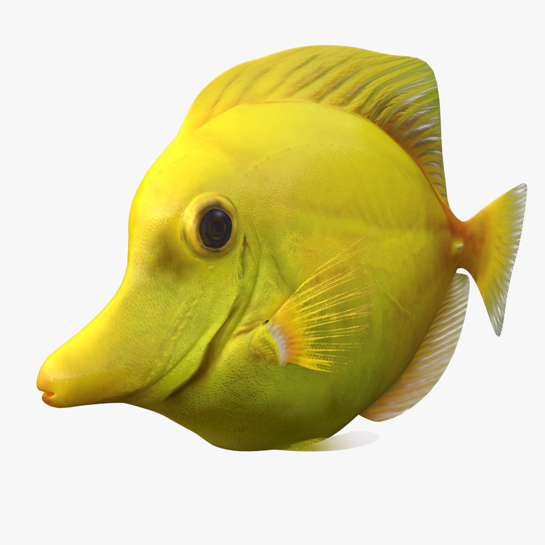 3D Yellow Tang - TurboSquid 1280908