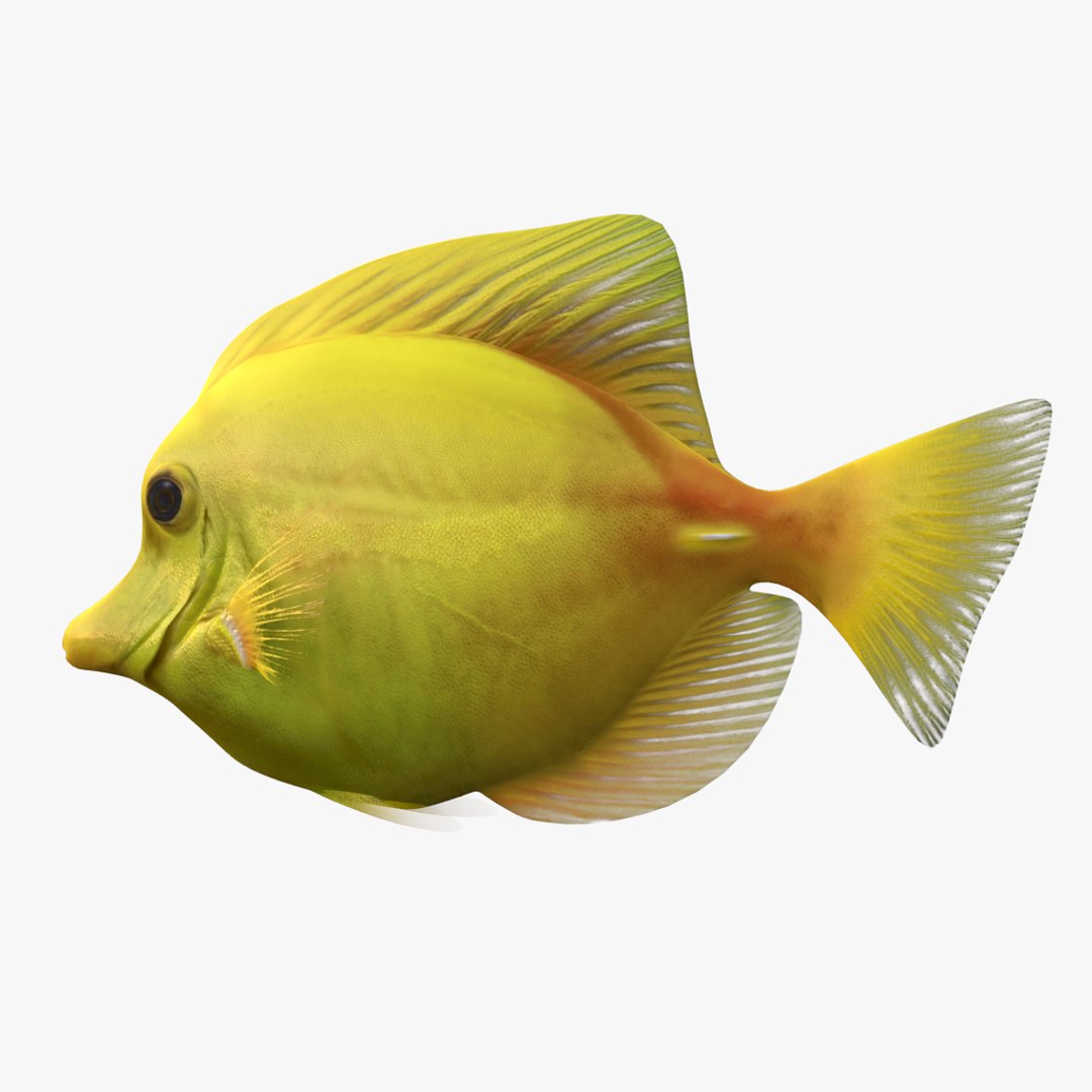 3D yellow tang - TurboSquid 1280908