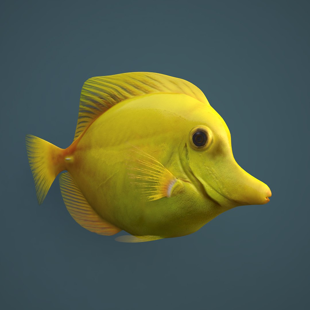 3D Yellow Tang - TurboSquid 1280908