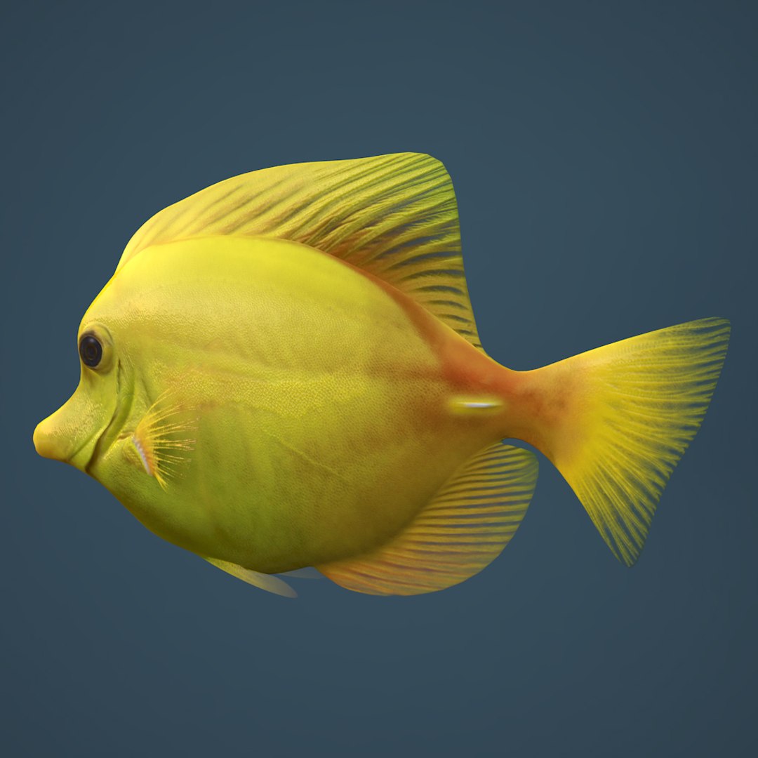 3D Yellow Tang - TurboSquid 1280908
